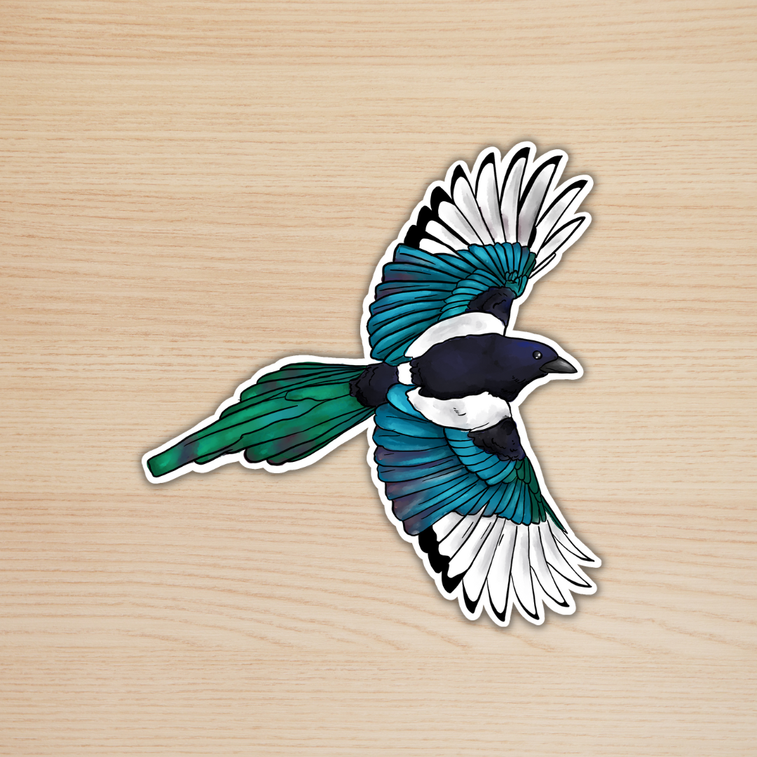 Magpie in Flight Sticker – Sunfeather Studio